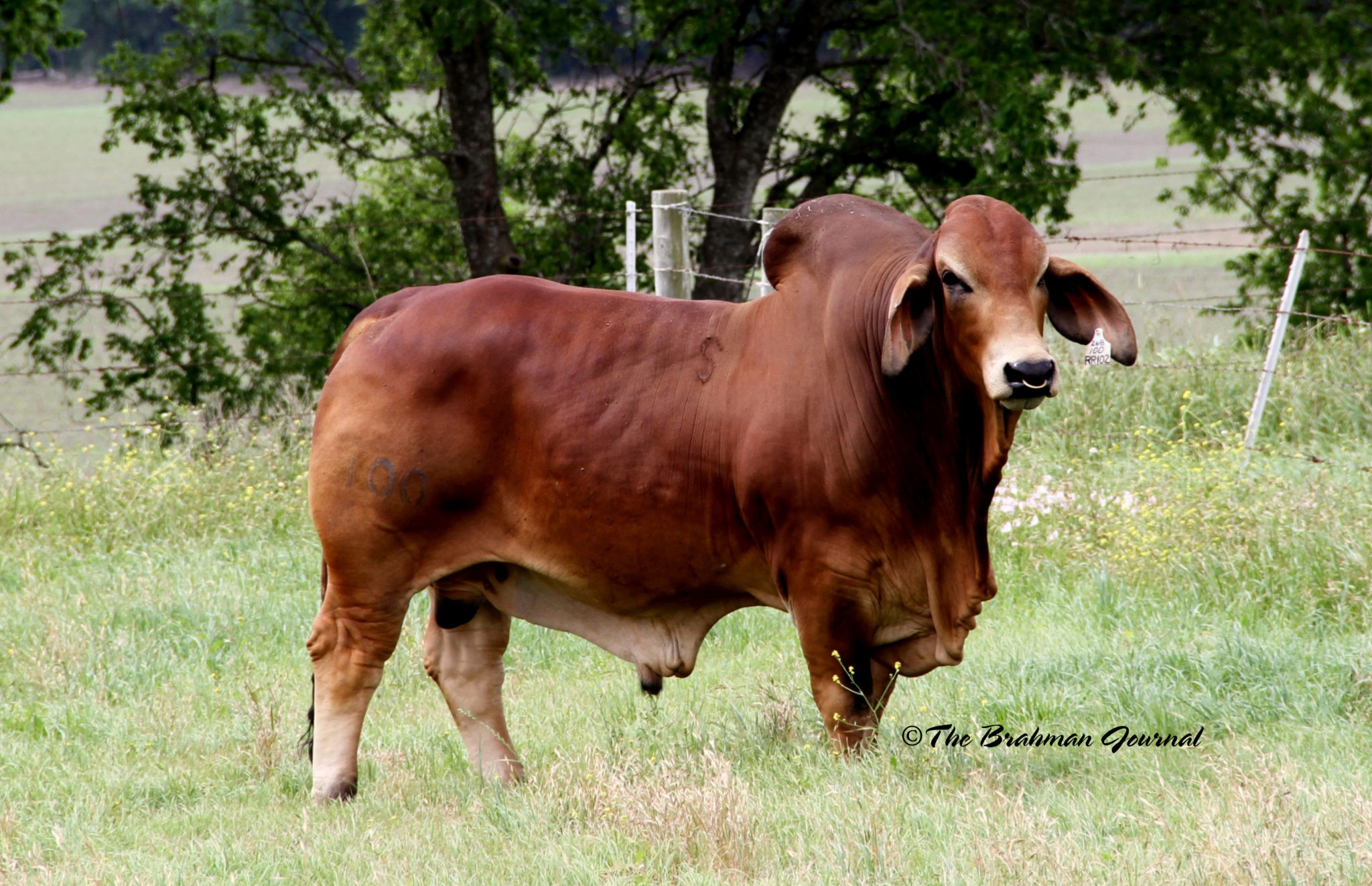 Swaner Brahmans - Producing Champion Brahman Cattle Since 1958