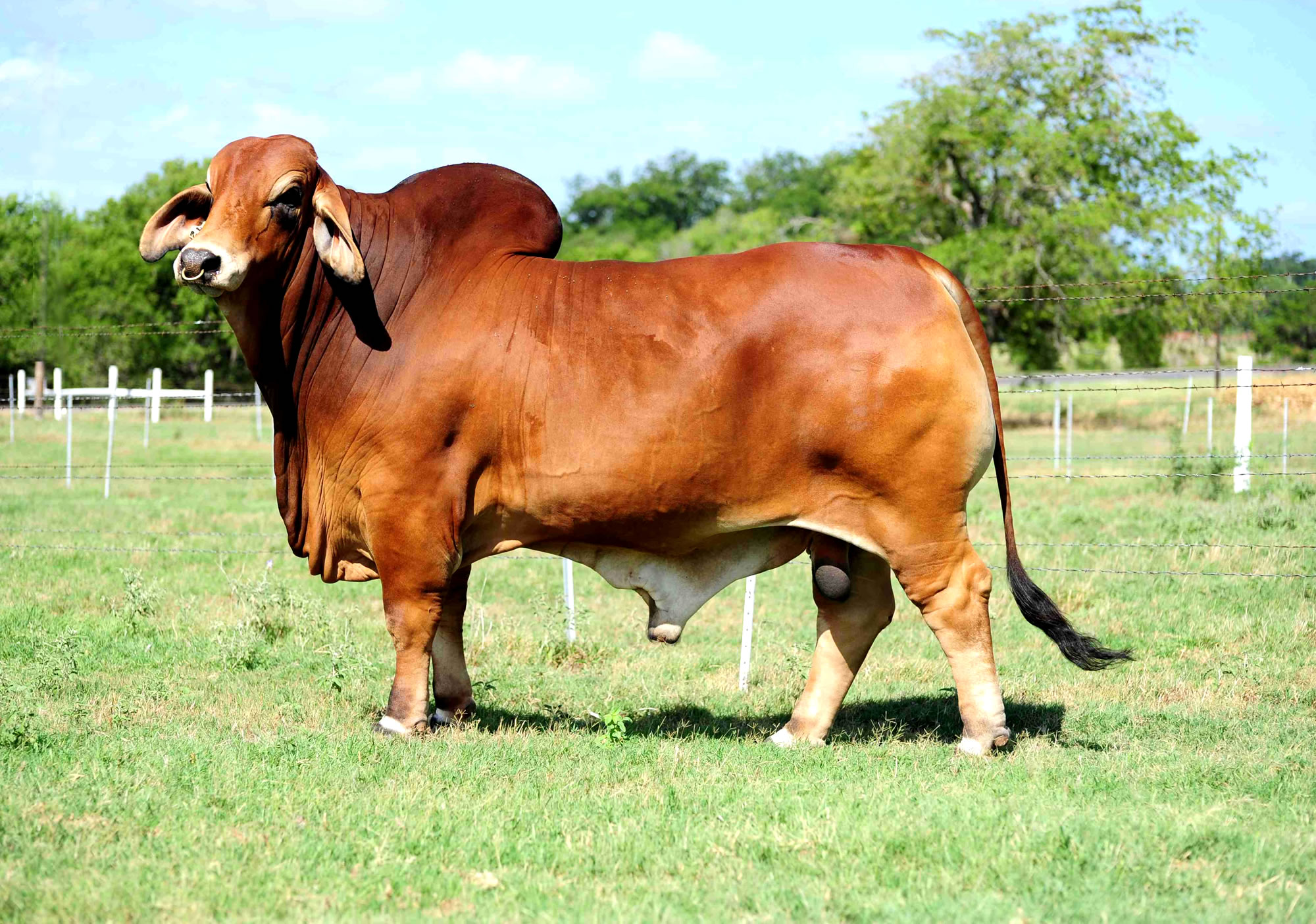 Swaner Brahmans - Producing Champion Brahman Cattle Since 1958